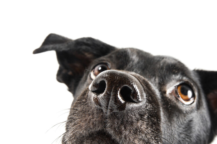 Local veterinary hospital among those taking part in anti-anxiety drug ...